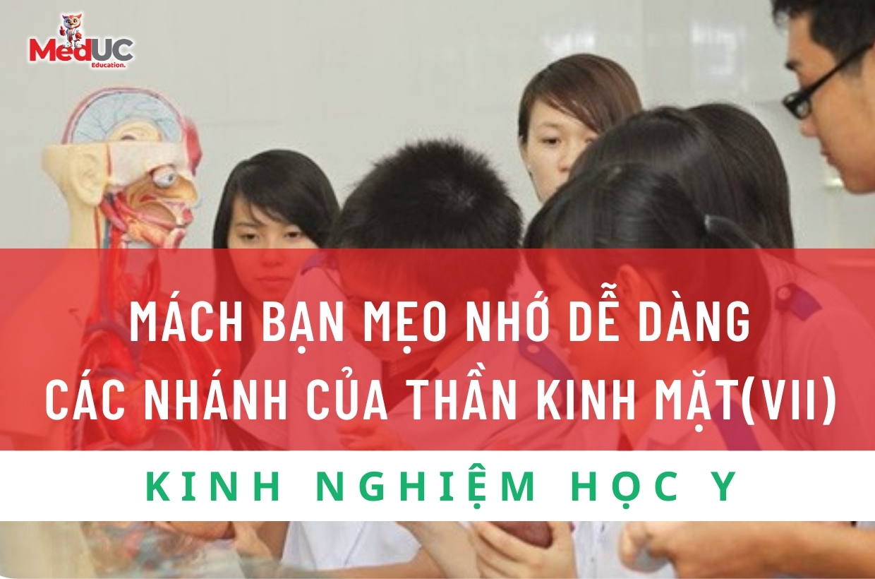 MÁCH BẠN MẸO NHỚ DỄ DÀNG CÁC NHÁNH CỦA THẦN KINH MẶT(VII)